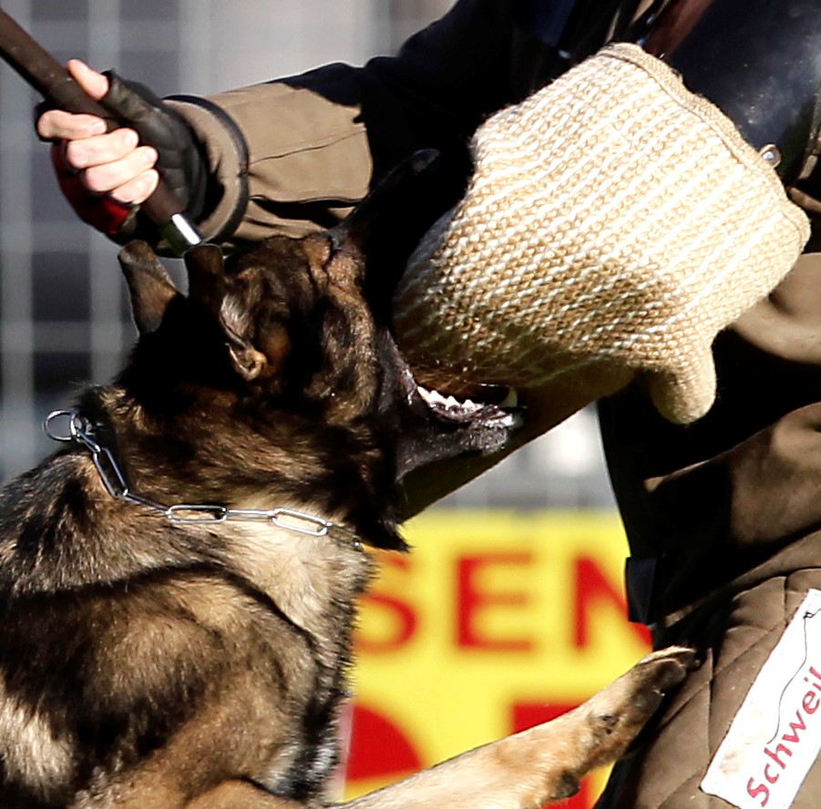 Wijziging IGP 2025 Duitseherder nl